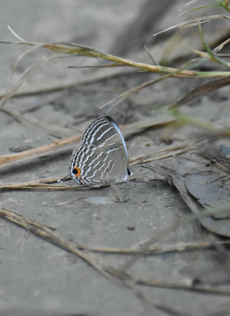 Ceruleans from VJCH+QM4 Barkoli Range, Uttarakhand 243201, India on ...