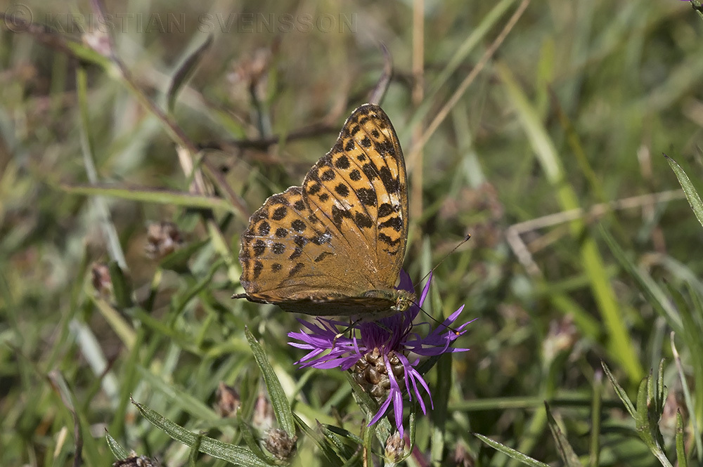 Silver-washed Fritillary from 386 90 Färjestaden, Sweden on August 1 ...