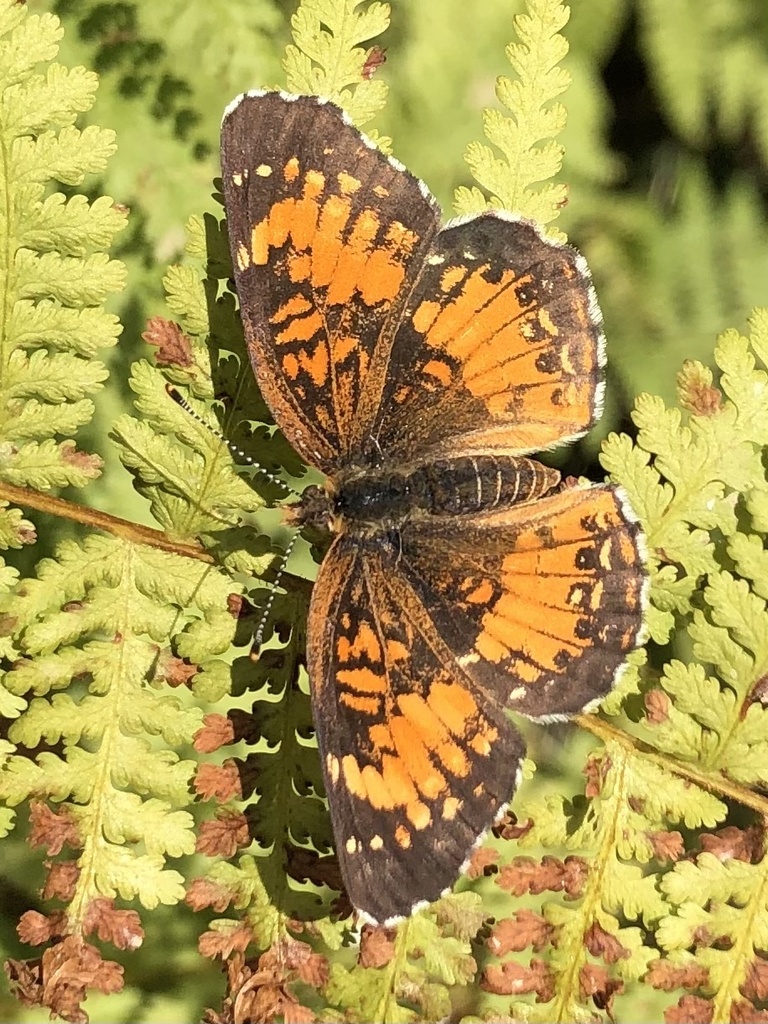 Harris's Checkerspot from Cape Breton Island, Cape Breton, NS, CA on ...