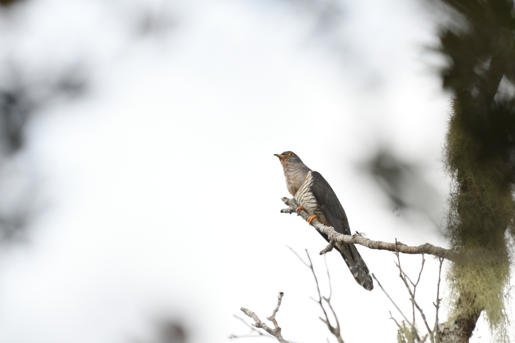 Madagascar Cuckoo from 2FF7+GXW, Anevoka, Madagascar on November 11 ...