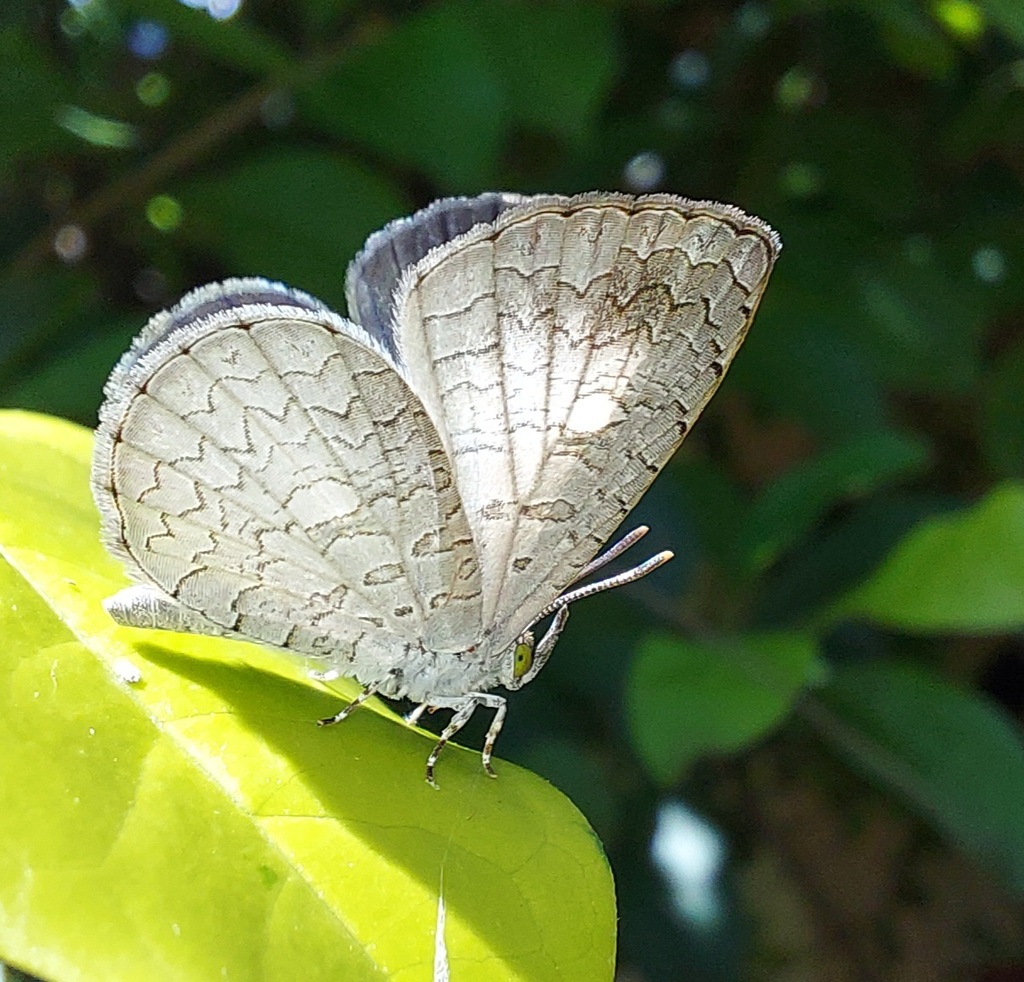Apefly from Pisavre, Maharashtra 412206, India on September 19, 2023 at ...