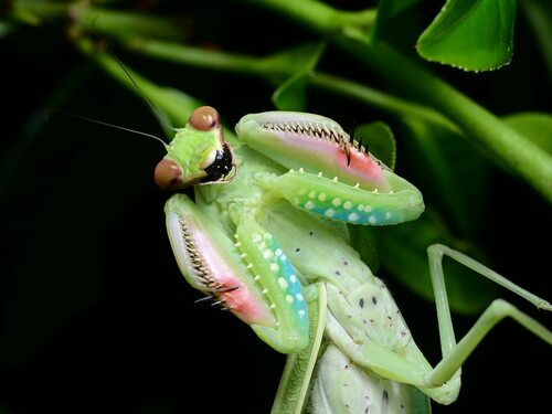 Rhombomantis longipennis · iNaturalist Mexico