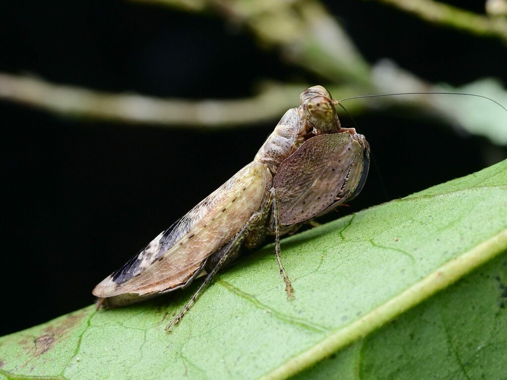 Astyliasula basinigra from 中国云南省西双版纳傣族自治州勐腊县 on September 24, 2023 at ...