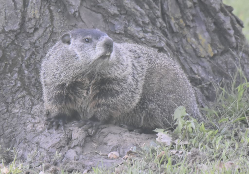 Groundhog from Urbana, IL, USA on September 30, 2023 at 11:23 AM by ...