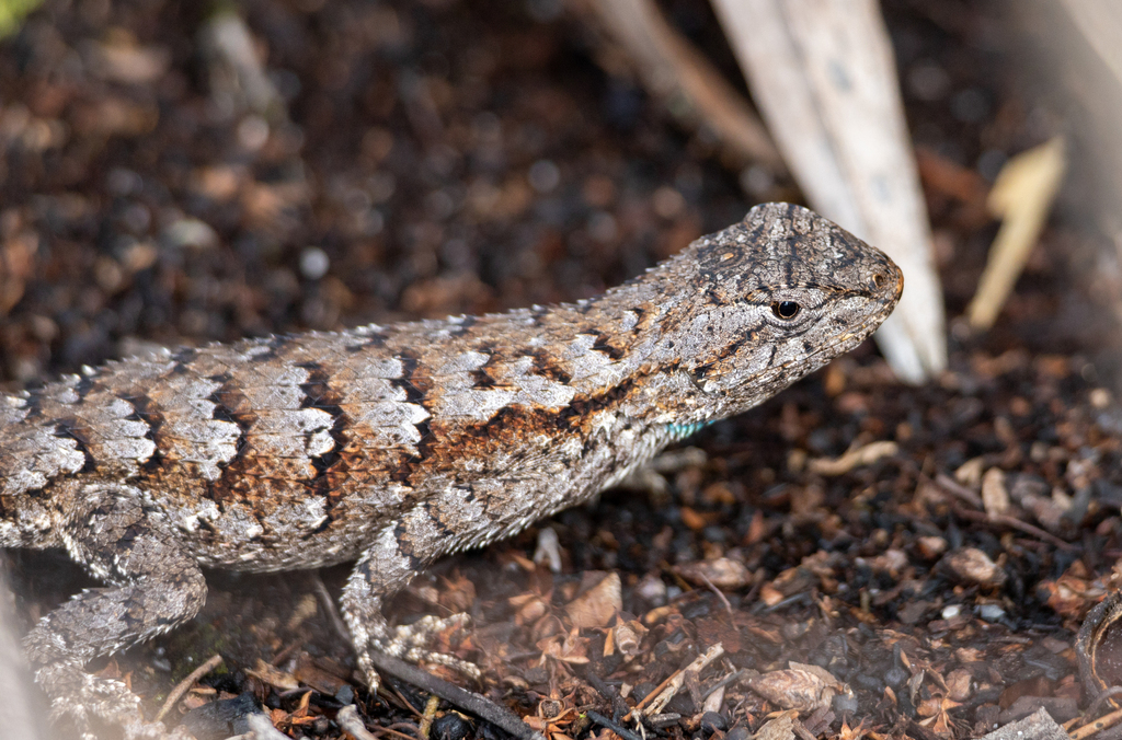 Eastern Fence Lizard from Hillsborough County, FL, USA on September 30 ...