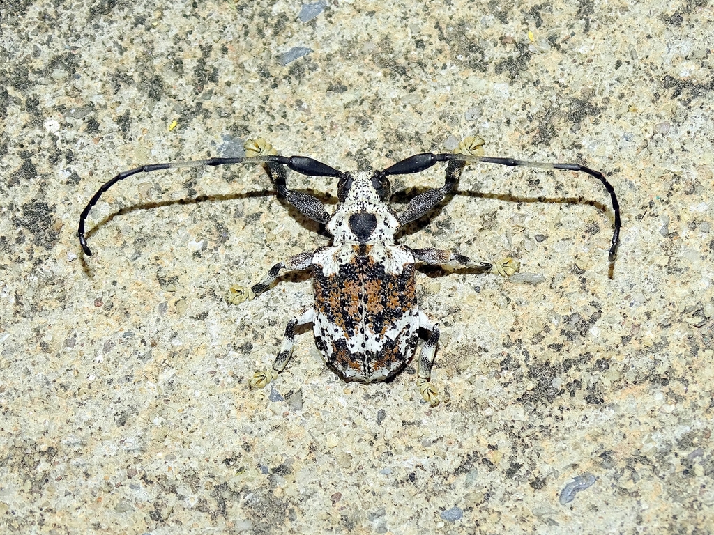 Scorpion Beetle from São Roque de Minas - MG, 37928-000, Brasil on ...