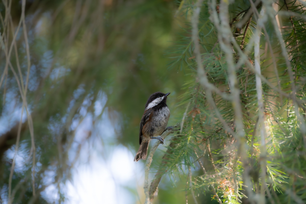 Chestnut-backed Chickadee from Seattle, WA, USA on July 9, 2023 at 05: ...