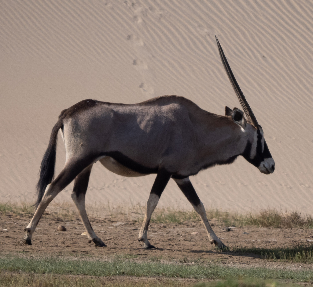 Gemsbok from Kunene Region, Namibia on August 12, 2023 at 10:01 AM by ...