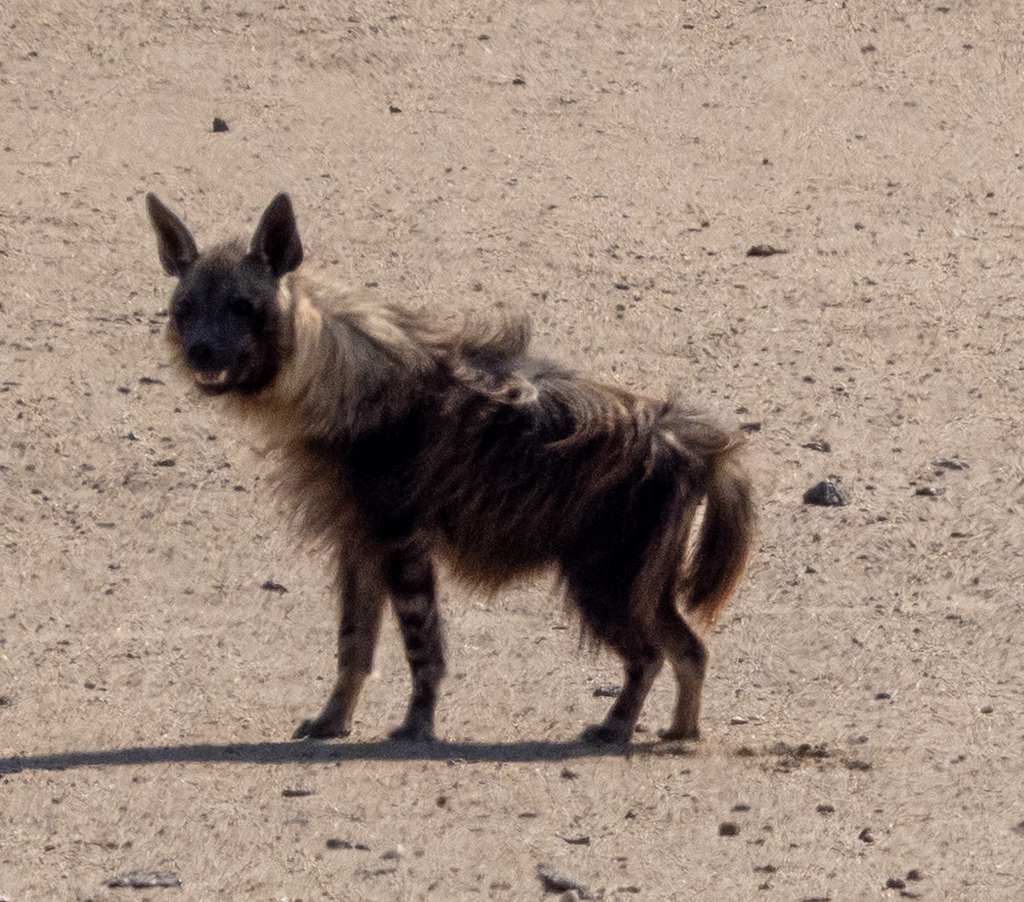 Brown Hyaena in August 2023 by scott_phares · iNaturalist