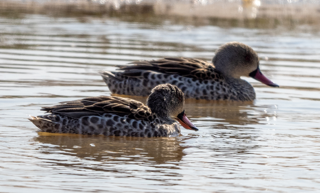 Cape Teal from Kunene Region, Namibia on August 12, 2023 at 11:01 AM by ...