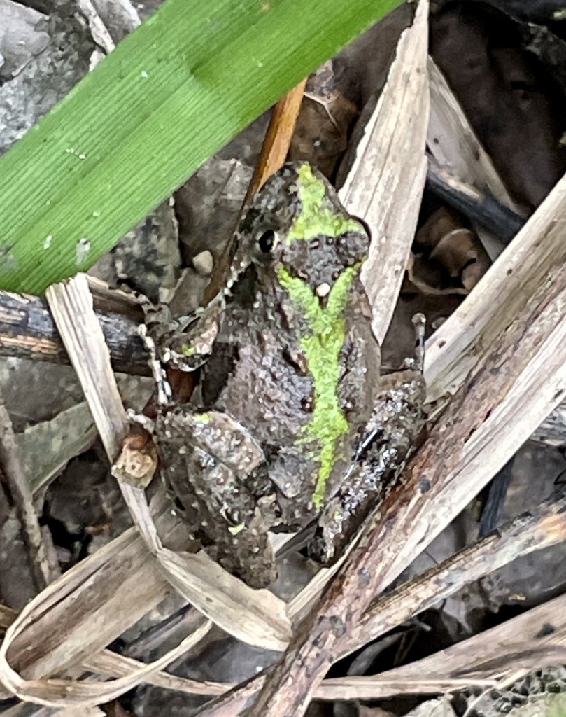 Southern Cricket Frog from Elizabethtown, NC, US on September 29, 2023 ...