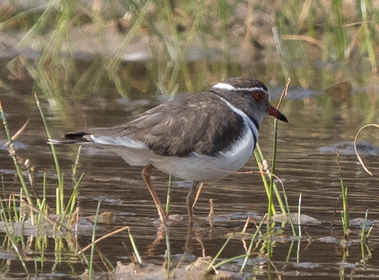 Three-banded Plover from Kunene Region, Namibia on August 12, 2023 at ...