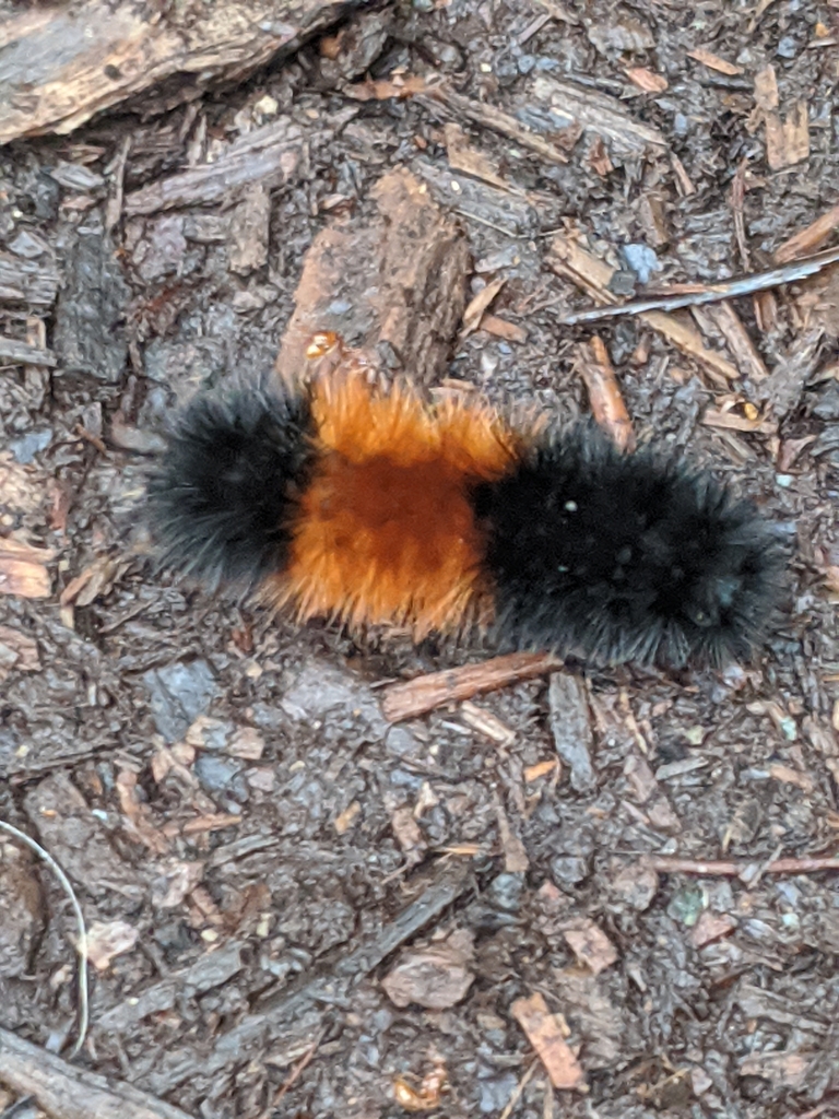 Isabella Tiger Moth from Seattle, WA 98112, USA on September 30, 2023 ...