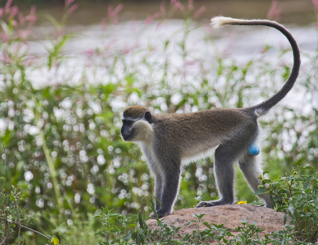 Grivet from East Shewa, Ethiopia on May 28, 2023 at 07:54 AM by Don ...