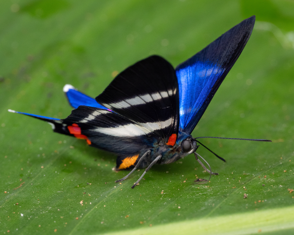 Blue Doctor from Pueblo Rico, Risaralda, Colombia on August 6, 2023 at ...