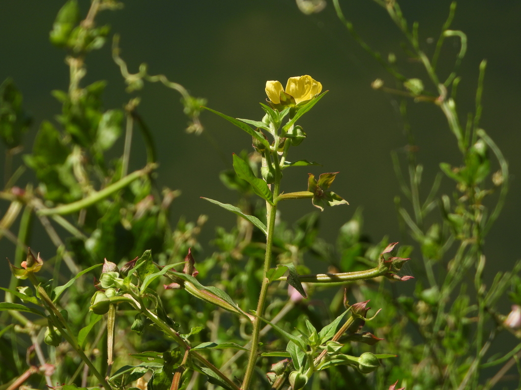 Angle-stem Primrose-willow from Garland, TX, USA on September 23, 2023 ...
