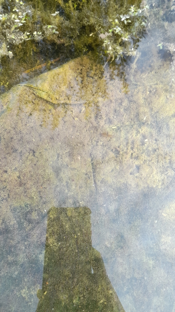 True Toads from Welsh Harp Environmental Education Centre, London NW9 ...