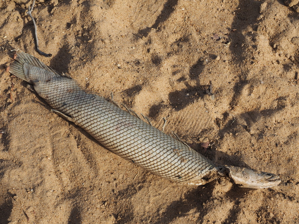 Nile Bichir from Chad on March 5, 2019 at 07:32 AM by Cyanne Young ...