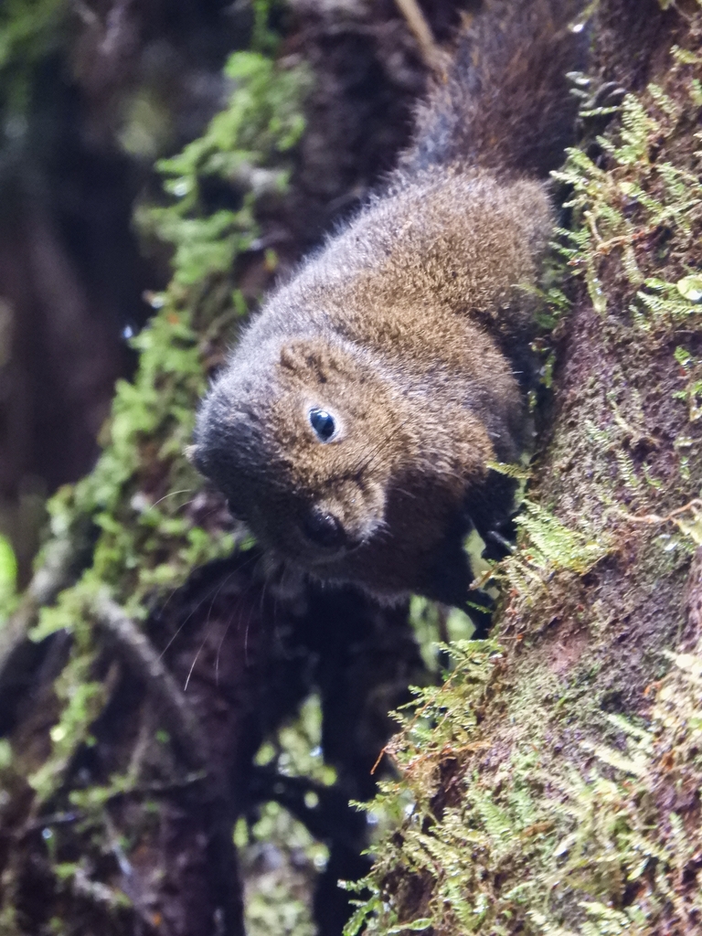 Central American Dwarf Squirrel from Condoto, Chocó, Colombia on ...