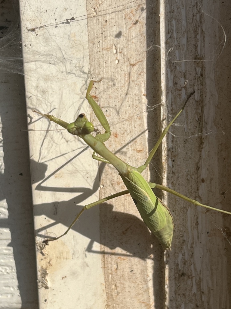 Carolina Mantis from Brantley Farm Rd, Mocksville, NC, US on September ...