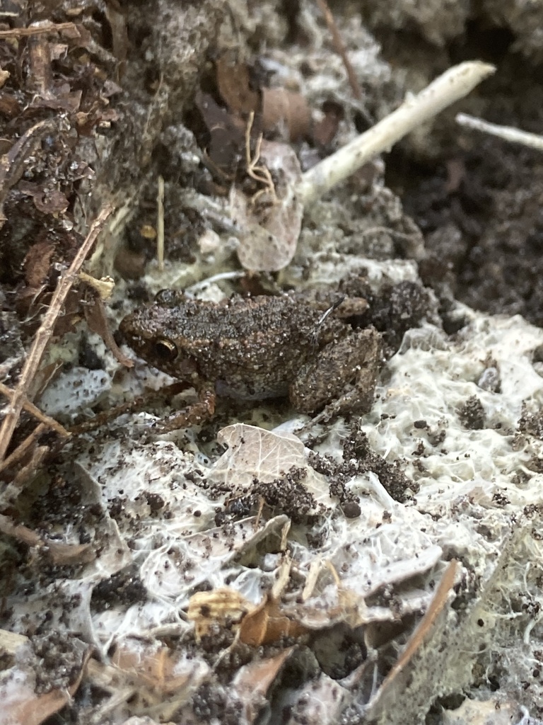 Greenhouse Frog from Florida Atlantic University, Jupiter, FL, US on ...