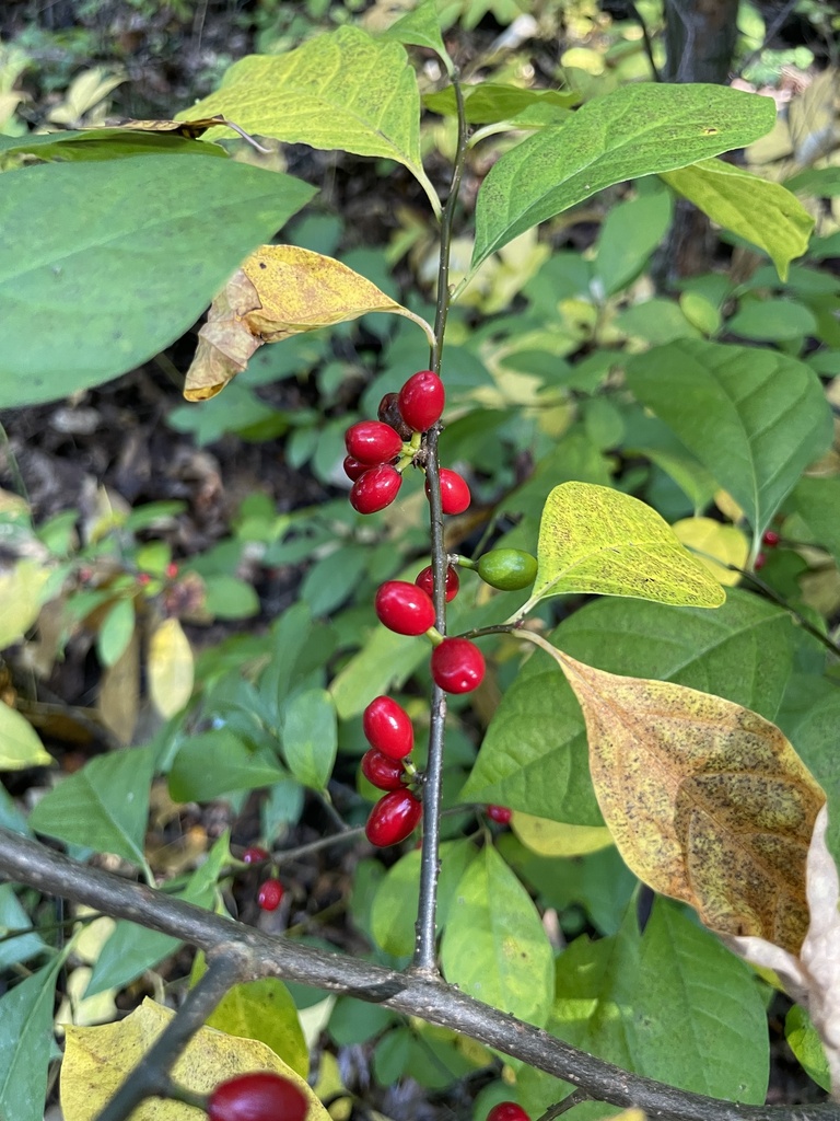 northern spicebush from Chelsea, MI, US on September 30, 2023 at 03:34 ...