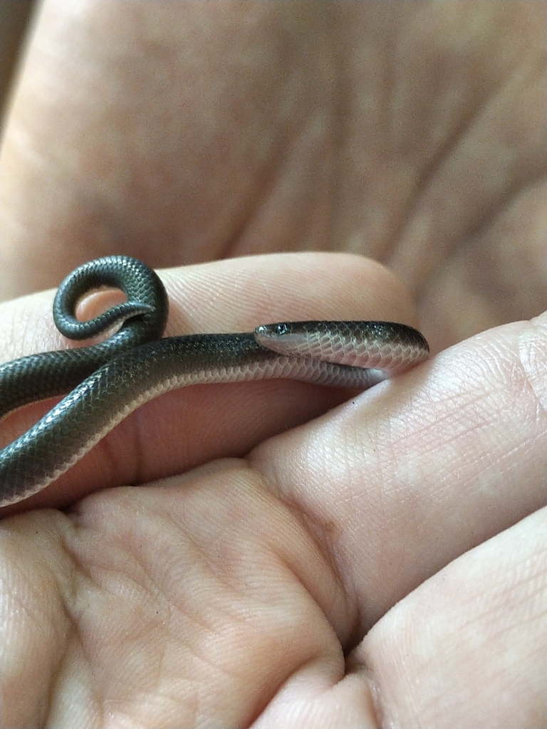 Eastern Worm Snake from Wartburg, TN 37887, USA on September 30, 2023 ...