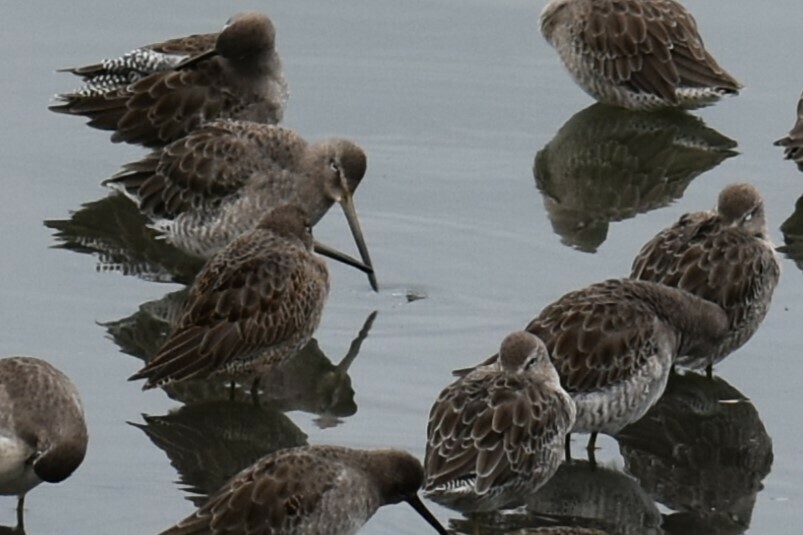 Shorebirds and Allies from Delta, BC, Canada on September 27, 2023 at ...