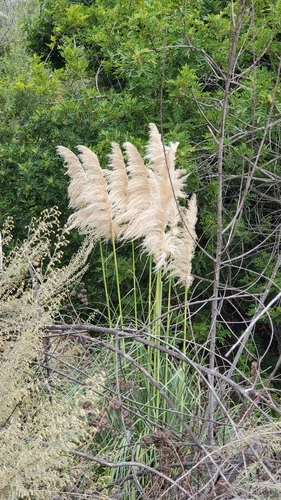 bryce_john's Identifications · iNaturalist