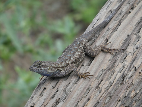 bryce_john's Identifications · iNaturalist