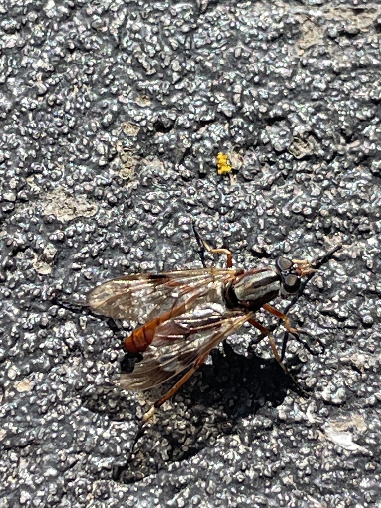 Ectinorhynchus from Upper Sweetwater Creek Reserve, Frankston South ...