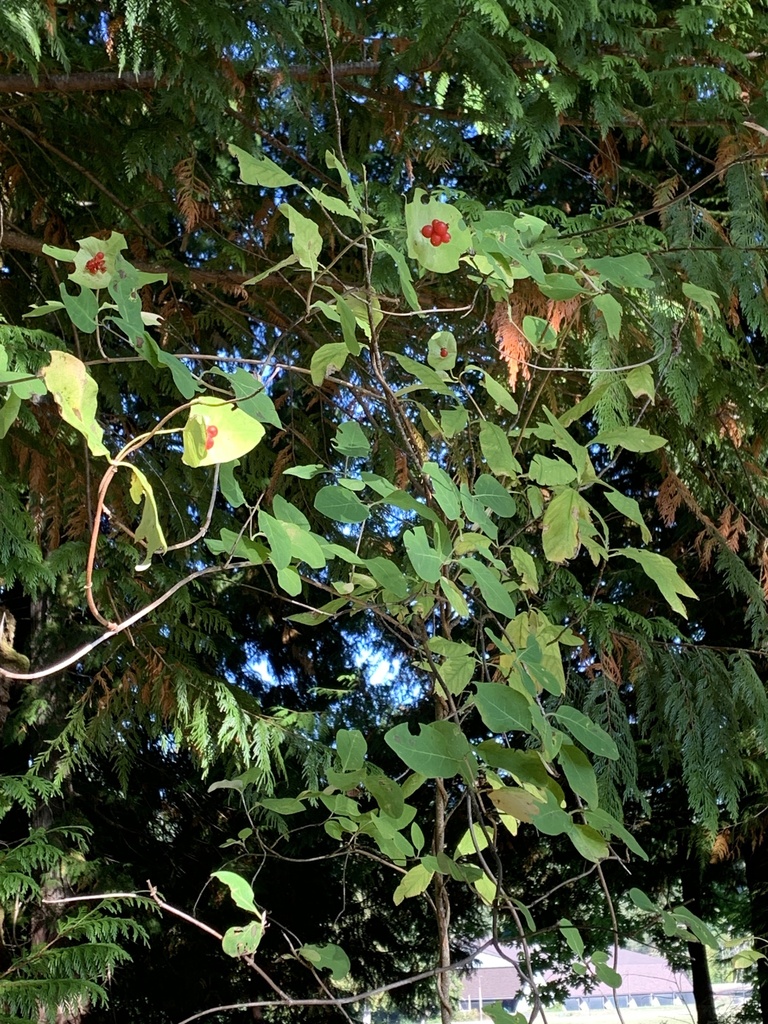 orange honeysuckle from The Evergreen State College, Olympia, WA, US on ...