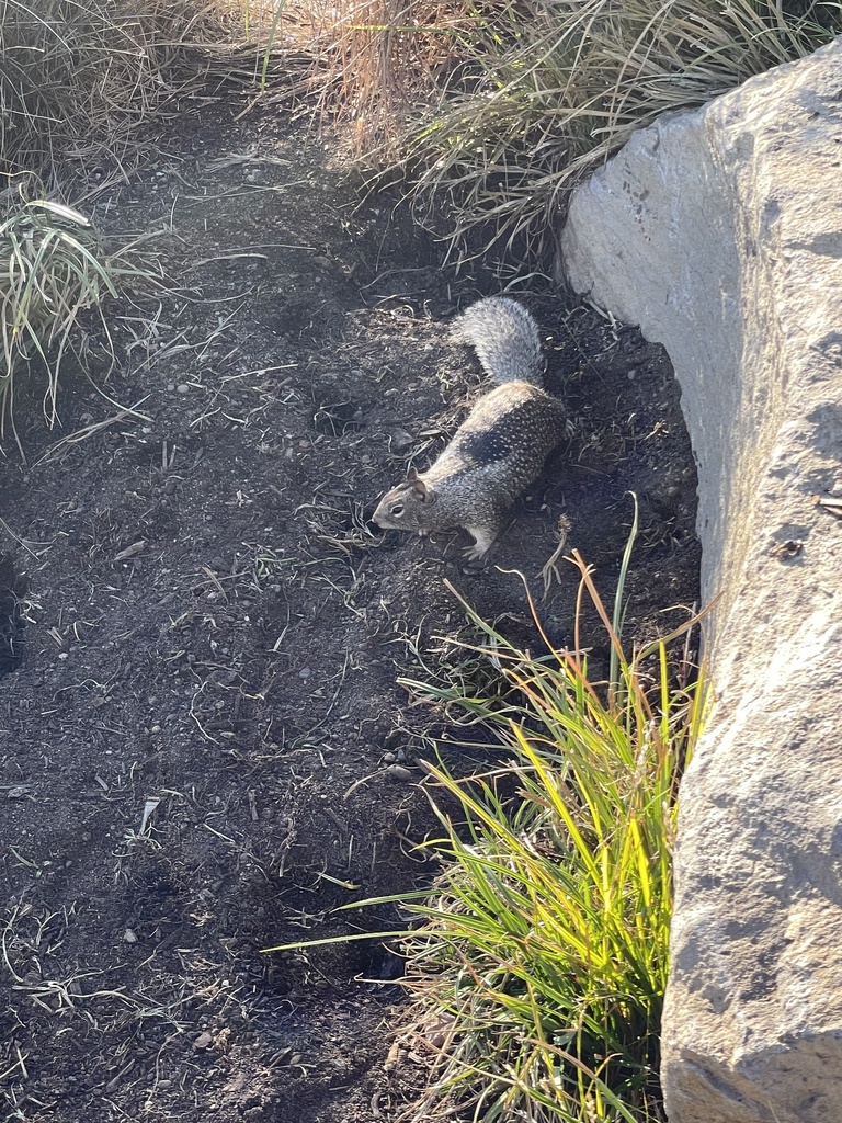 Douglas' Ground Squirrel from Vancouver Waterfront Park, Vancouver, WA ...