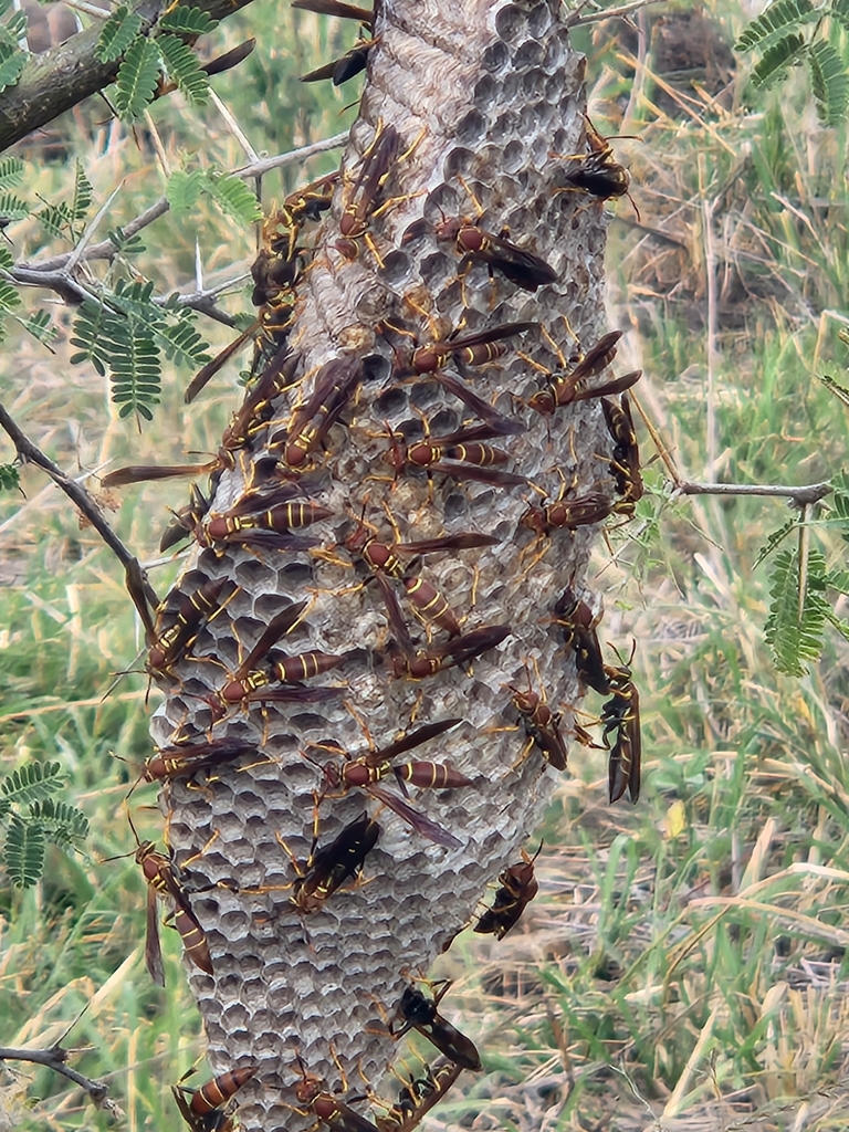 Unstable Paper Wasp from 49423 El Molino, Jal., Mexico on September 30 ...