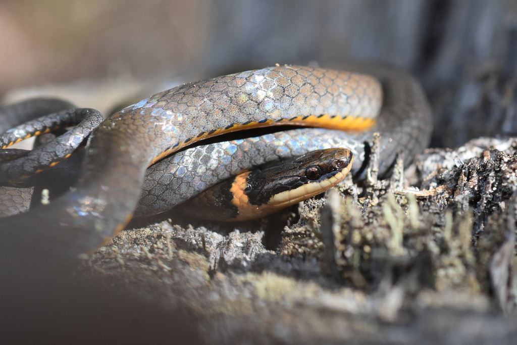 Northern Ringneck Snake in September 2023 by Cade · iNaturalist