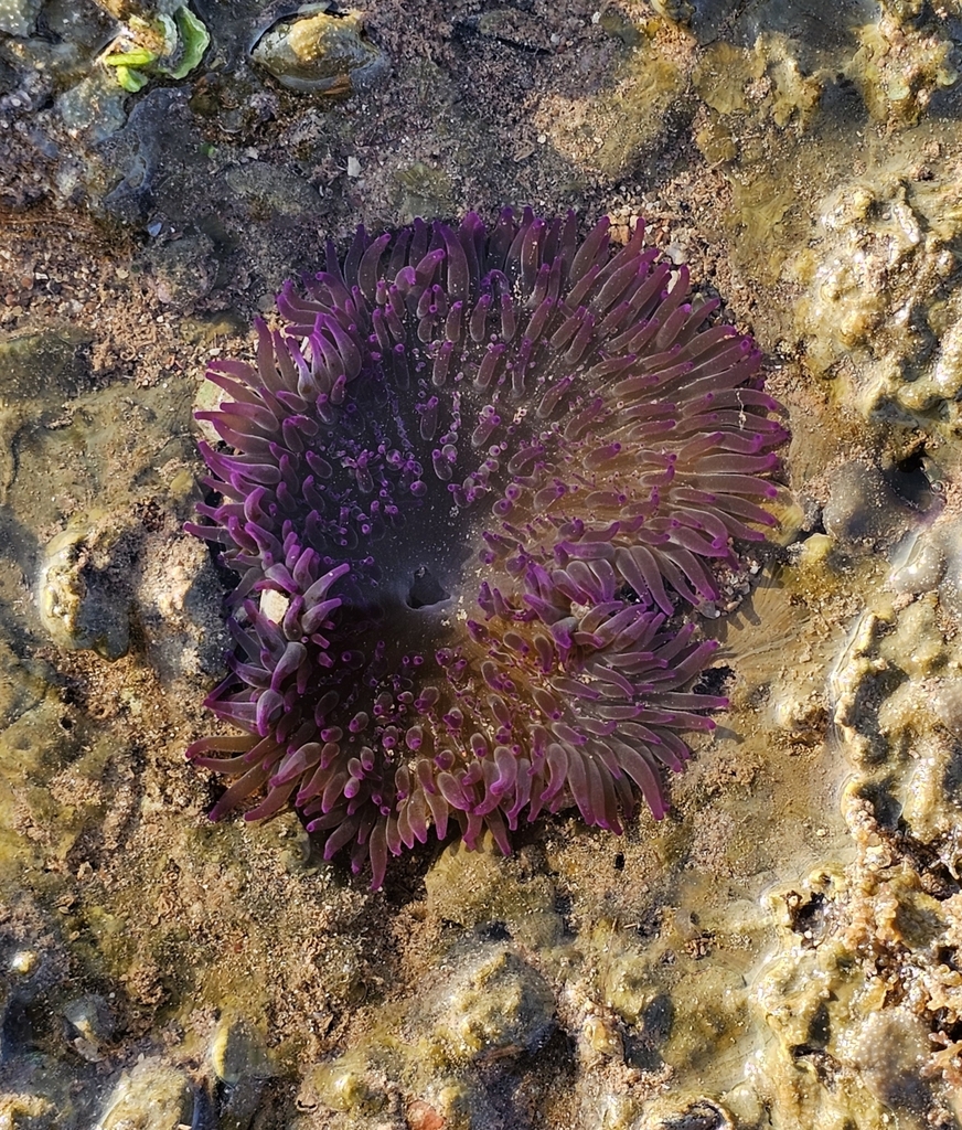 Beaded sea anemone from Port Hedland, WA, Australia on October 1, 2023 ...
