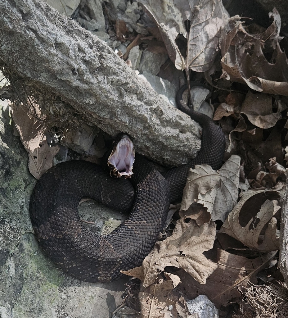 Northern Cottonmouth from Wolf Lake, IL 62998, USA on September 30 ...