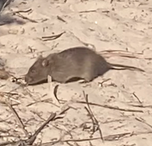 Australian Swamp Rat from Pines Flora and Fauna Reserve, Frankston ...
