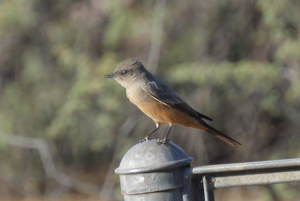 Say's Phoebe from Gilbert, AZ, USA on September 30, 2023 at 07:53 AM by ...