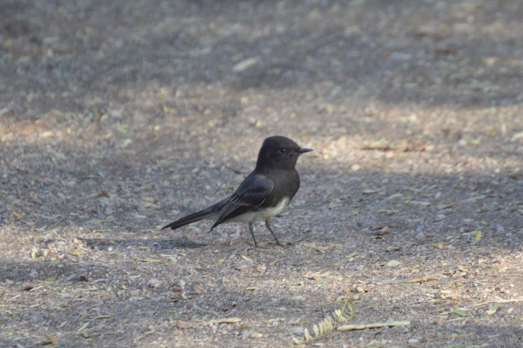 Black Phoebe from Gilbert, AZ, USA on September 30, 2023 at 07:33 AM by ...