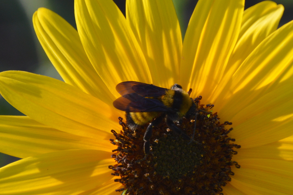 Sonoran Bumble Bee from Gilbert, AZ, USA on September 30, 2023 at 07:22 ...