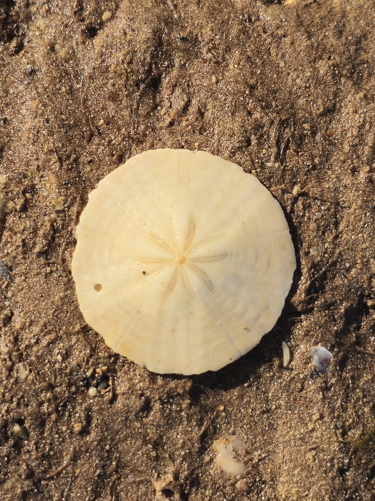 Arachnoides tenuis from Port Hedland, WA, Australia on October 1, 2023 ...