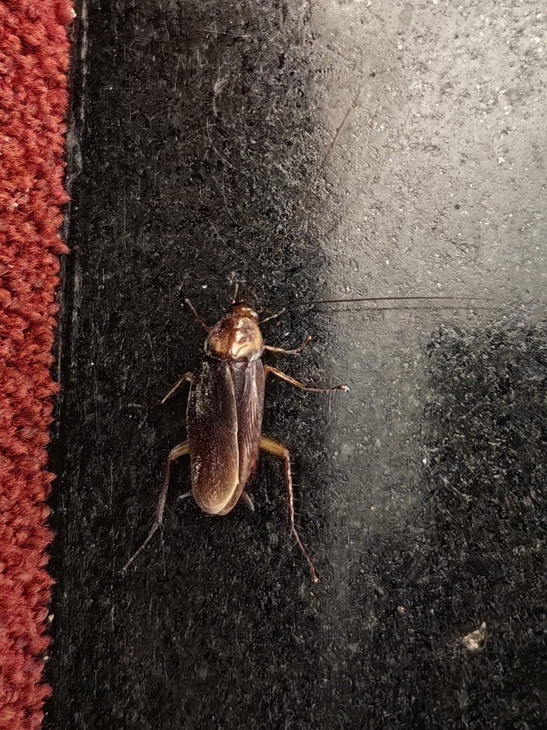 American Cockroach from Cook, Illinois, United States on August 31 ...