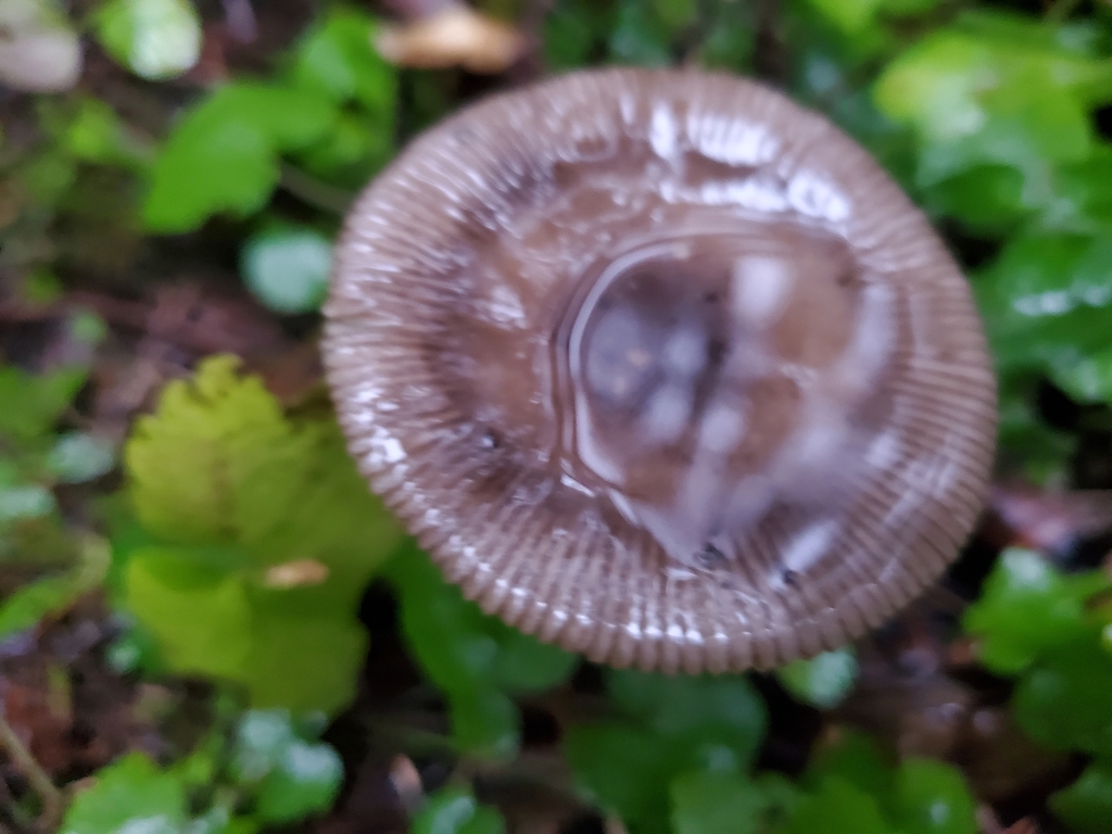 Western Grisette from Hayden Lake, ID 83835, USA on September 30, 2023 ...