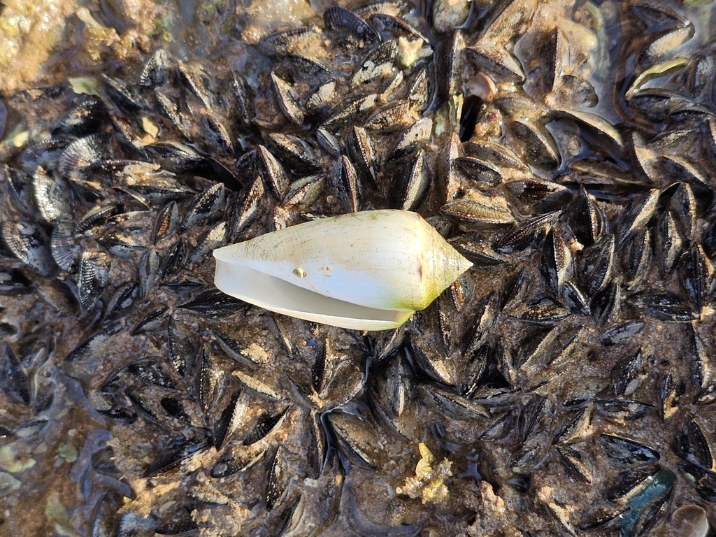 Queen Victoria Cone from Port Hedland, WA, Australia on October 1, 2023 ...
