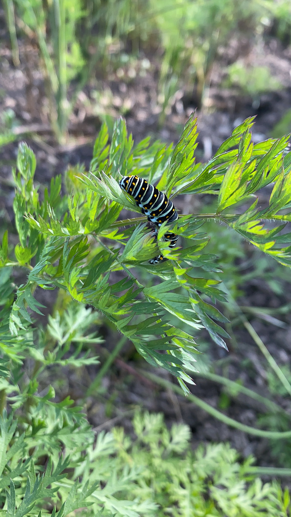 Black Swallowtail from Middlebury College, Middlebury, VT, US on ...