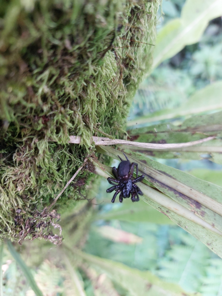 Northern Tunnel Spiders from kuwapani,rong-6, ईलाम 57300, Nepal on ...