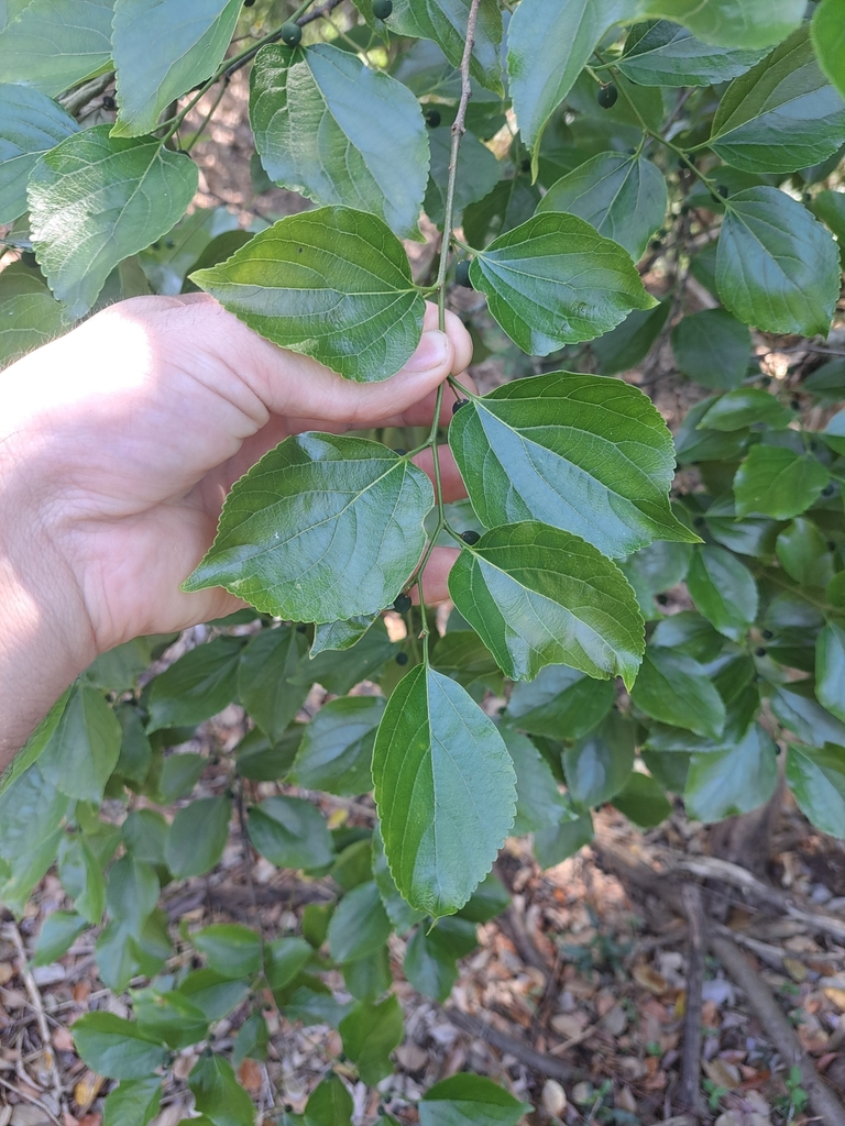 Chinese Hackberry from McLeans Ridges NSW 2480, Australia on October 1 ...