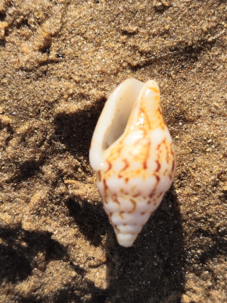 Pyrene flava from Port Hedland, WA, Australia on October 1, 2023 at 07:29 AM by Nic Van Zyl ...