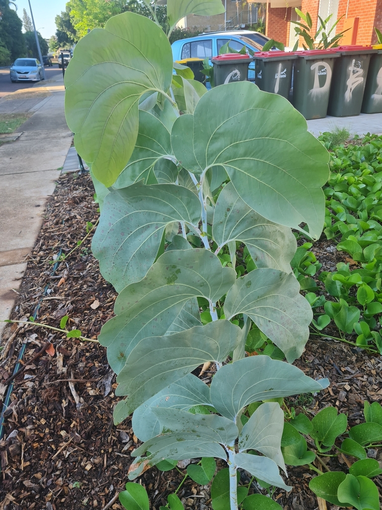 Dunn's Wattle from Nightcliff NT 0810, Australia on September 30, 2023 ...